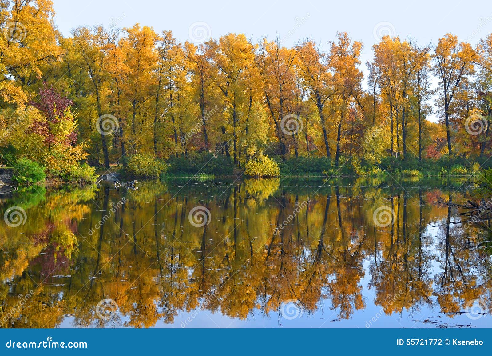 Autumn forest and lake stock photo. Image of surface - 55721772