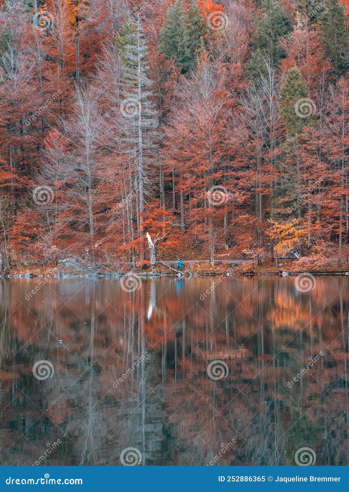Autumn Forest Lake Scene in Austria Stock Image - Image of reflection ...