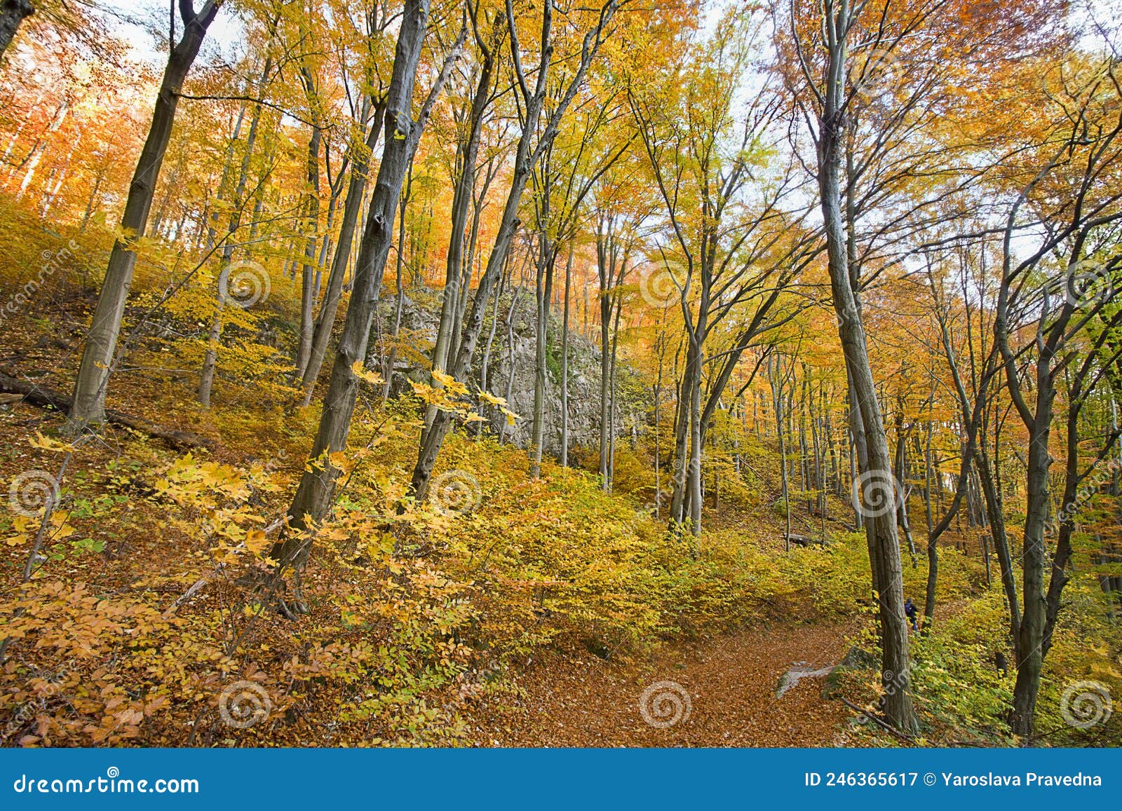 Autumn deciduous forest stock image. Image of deciduous - 246365617