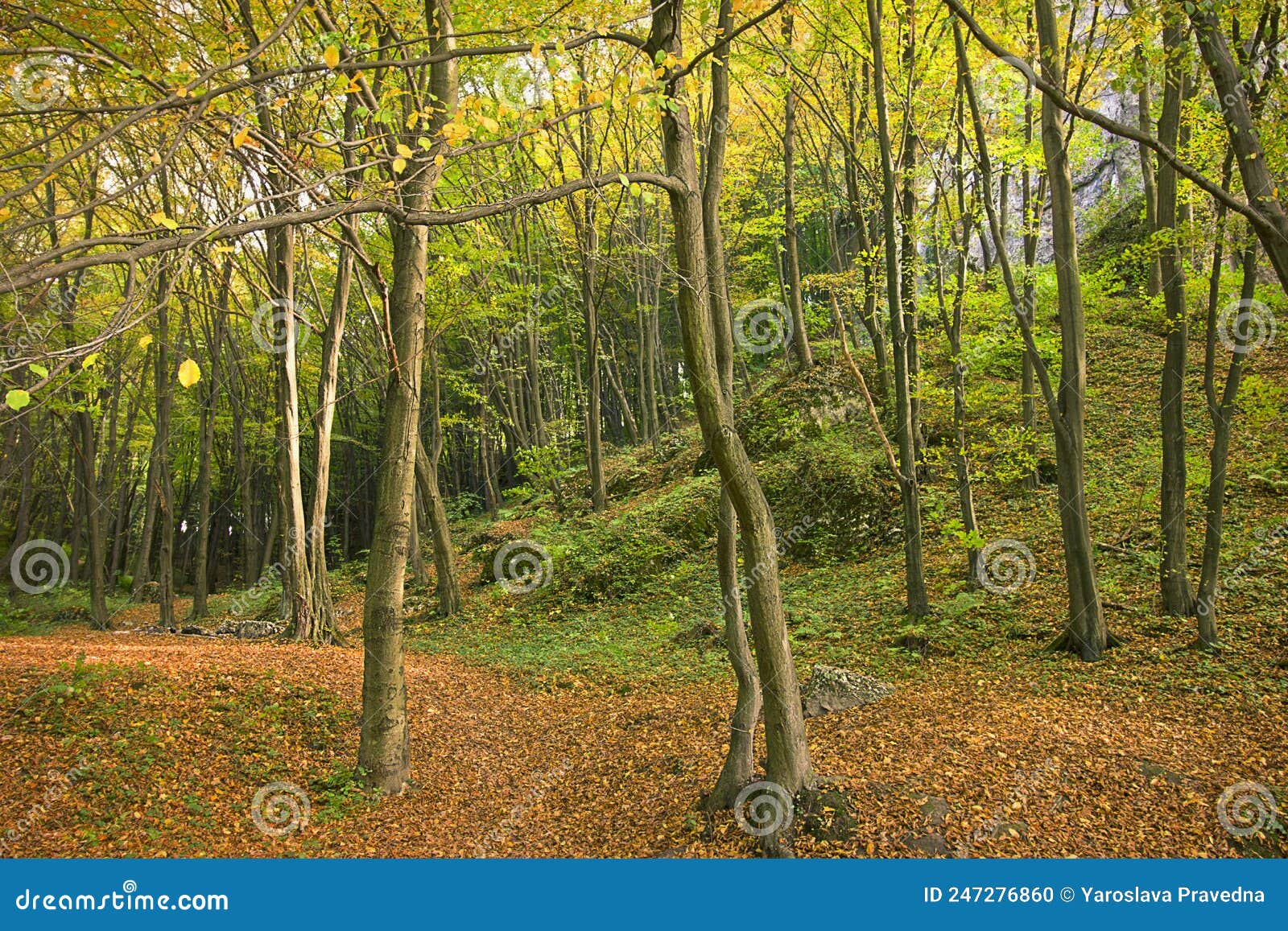 Autumn deciduous forest stock photo. Image of autumn - 247276860