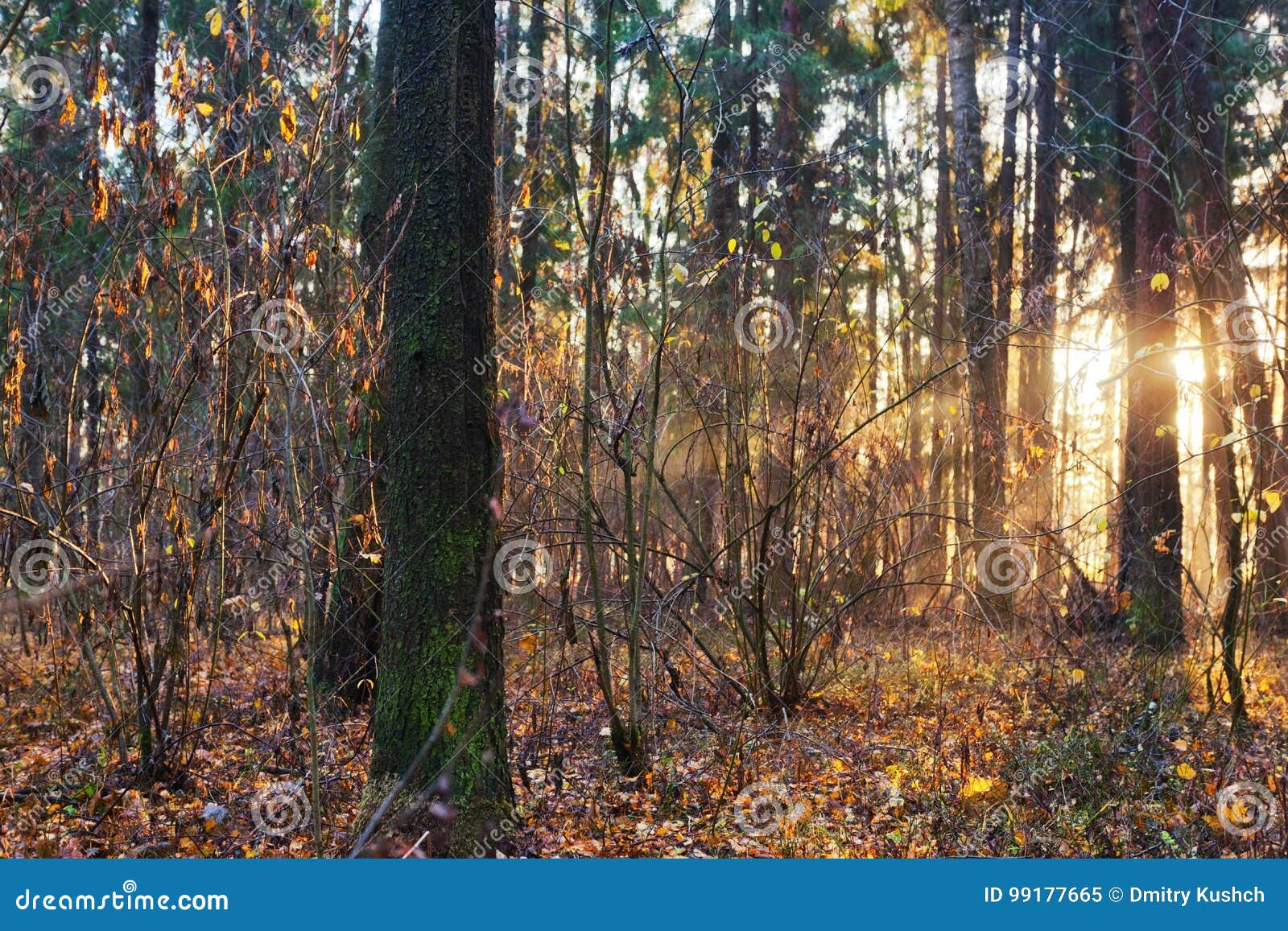 Autumn forest stock image. Image of color, forest, bright - 99177665