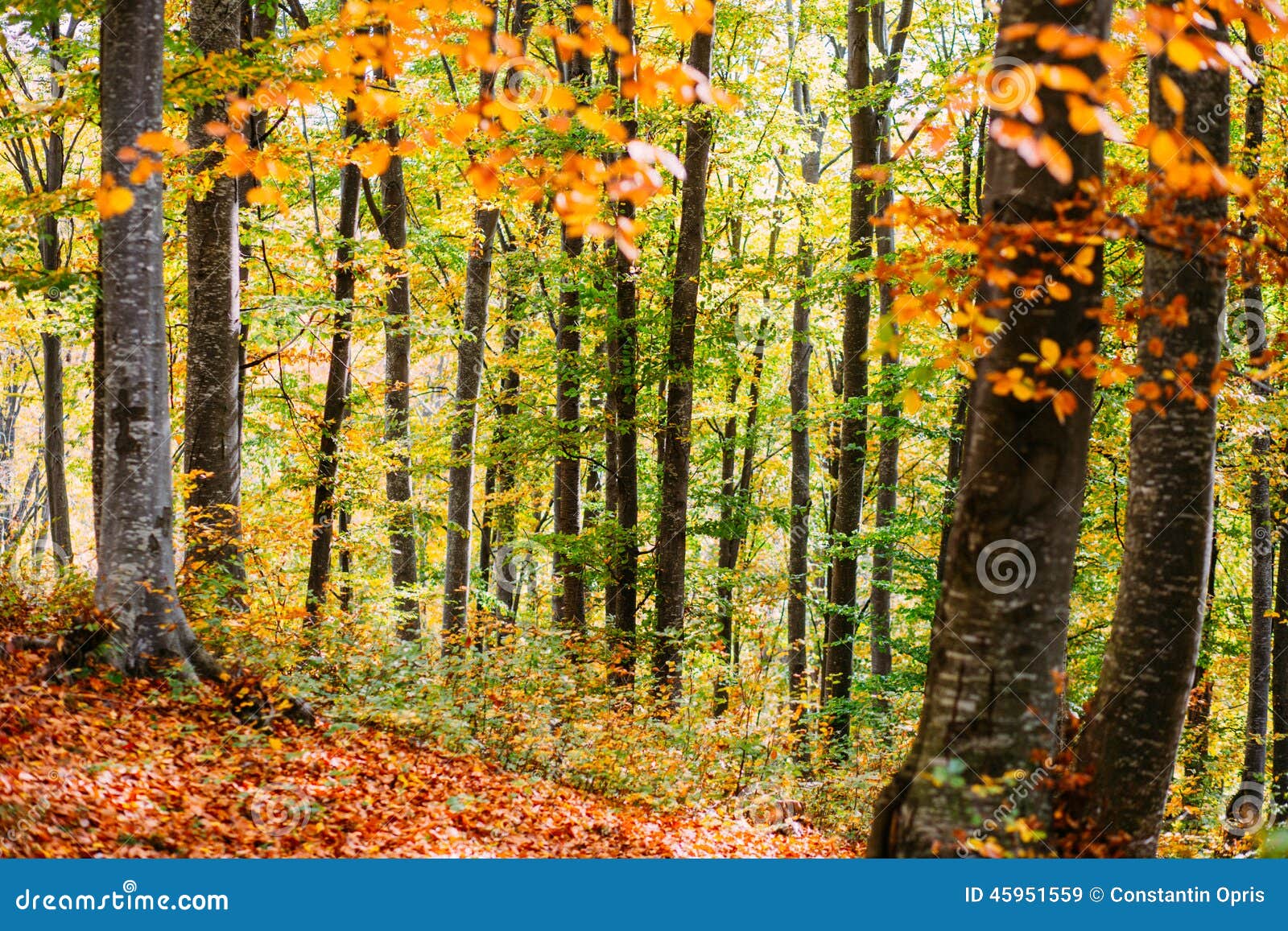 Autumn forest landscape stock image. Image of late, vegetation - 45951559