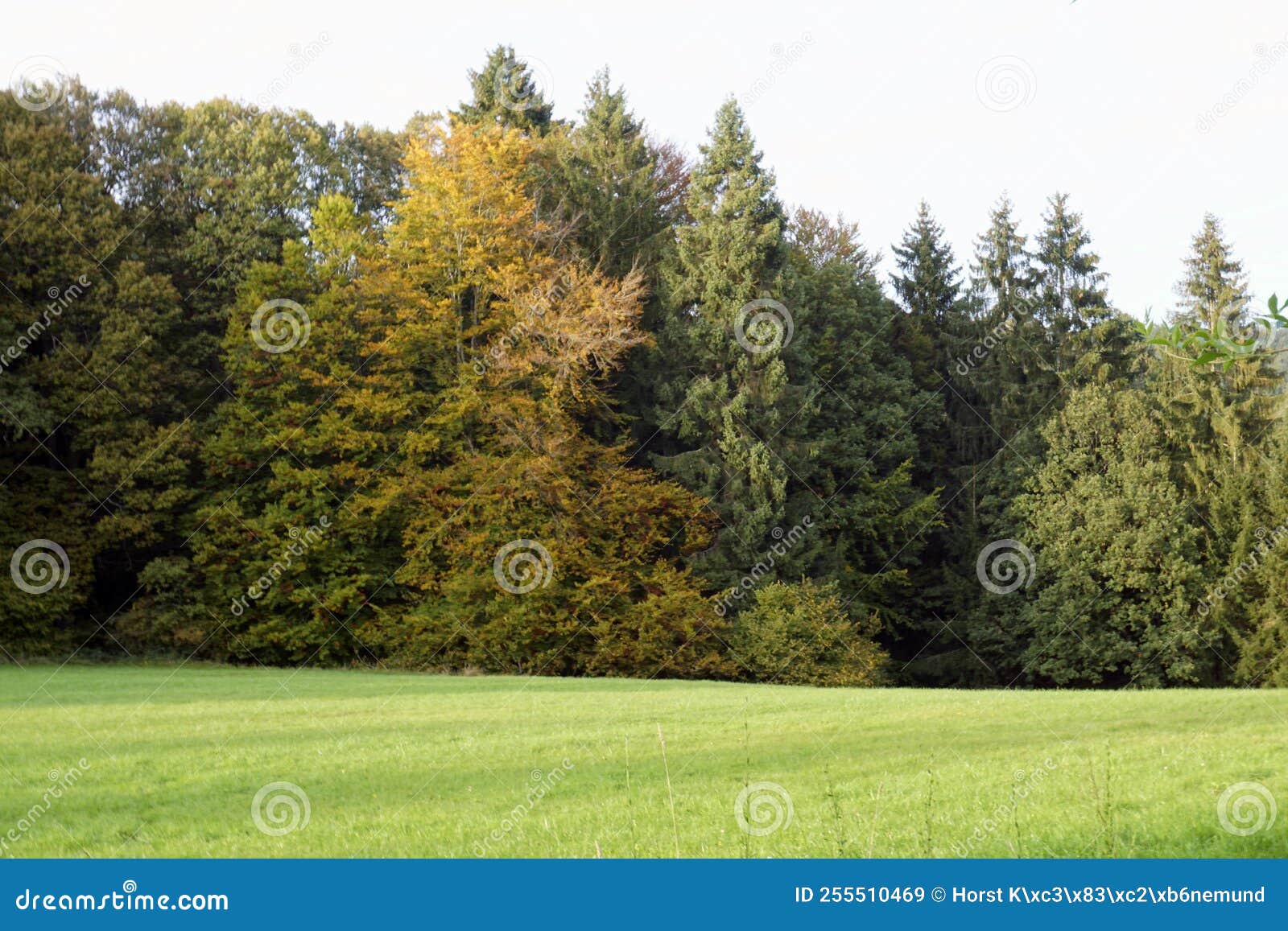 Autumn Forest Landscape. Fall in the Park Stock Image - Image of golden ...