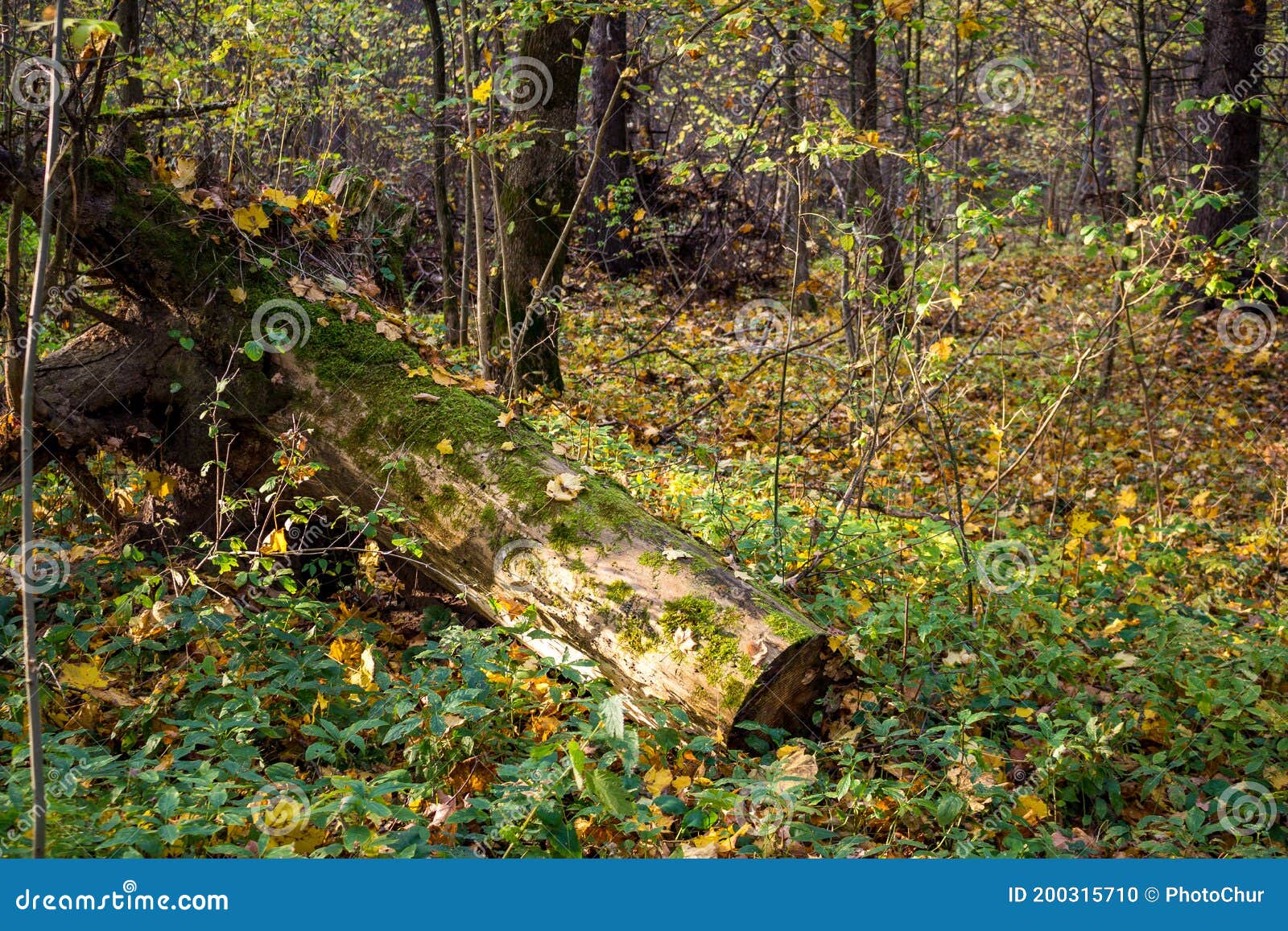 Autumn Forest Landscape with Fallen Stump of Old Tree Stock Photo ...