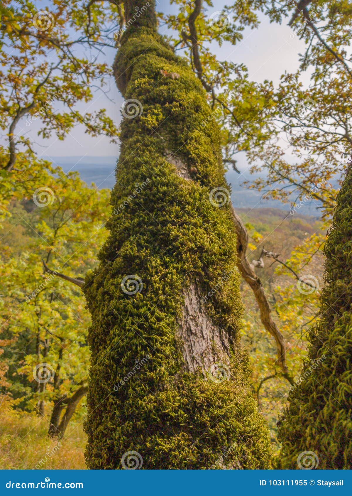 Old moss-covered oak tree. stock image. Image of landscape - 103111955