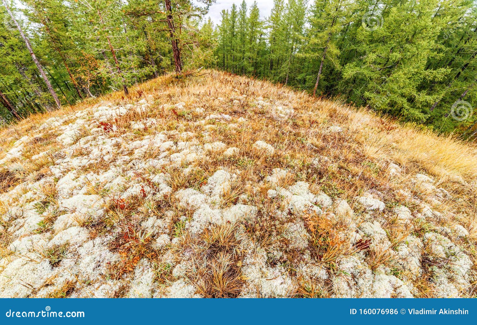 A Pine Forest Lichen in the Forest Stock Photo - Image of forest, pines ...