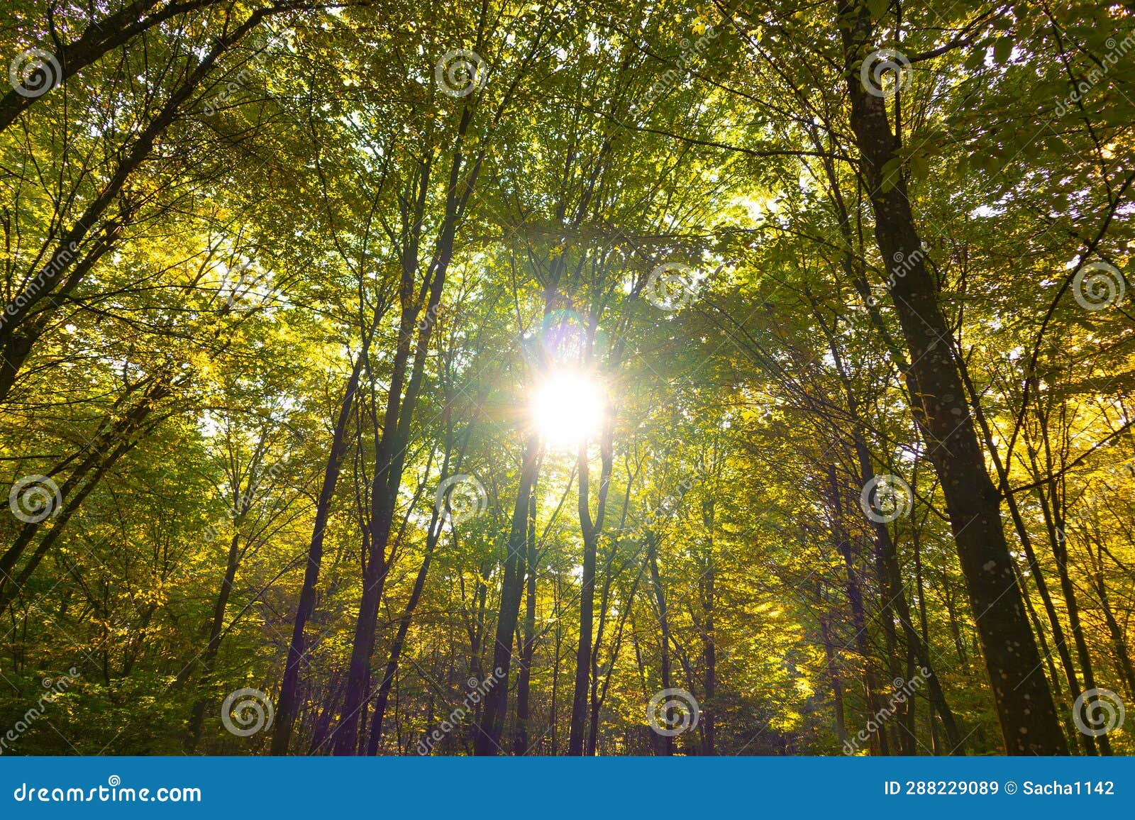 Autumn Forest Landscape with Sun Rays through Branches of Trees. Stock ...