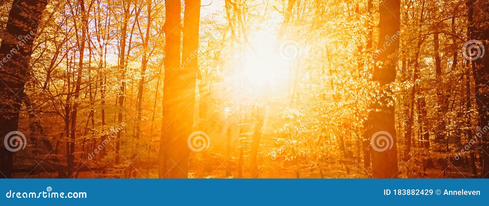 Autumn Forest Landscape at Sunset or Sunrise Stock Image - Image of ...