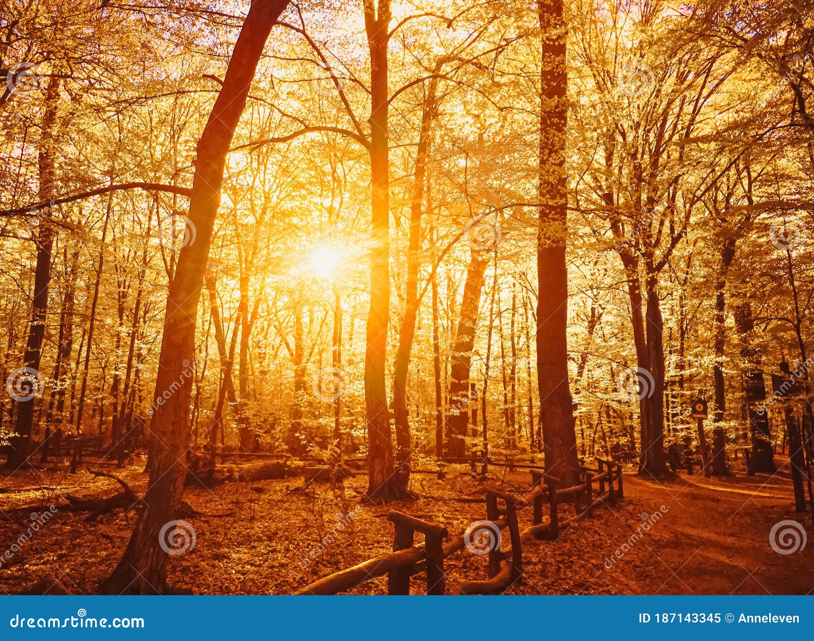 Autumn Forest Landscape at Sunset or Sunrise Stock Image - Image of ...