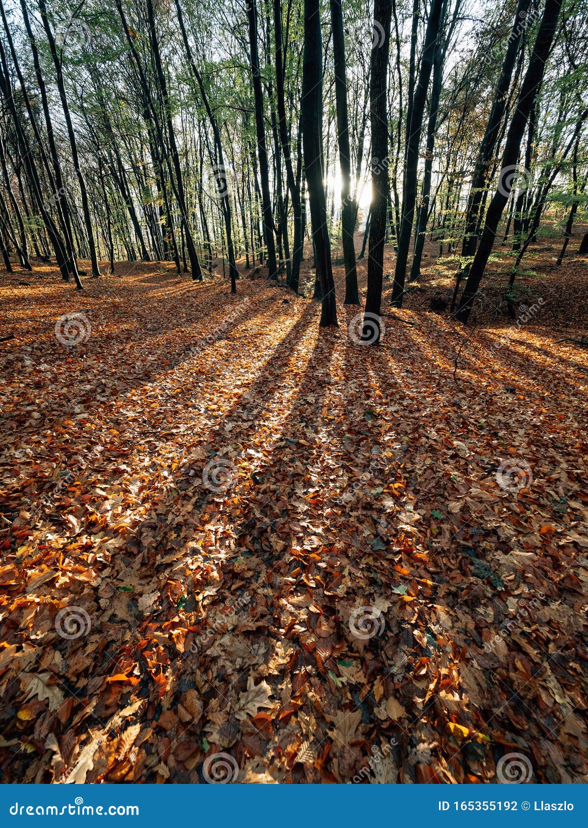 Autumn Forest Landscape. Trees and Sun Rays Stock Photo - Image of ...