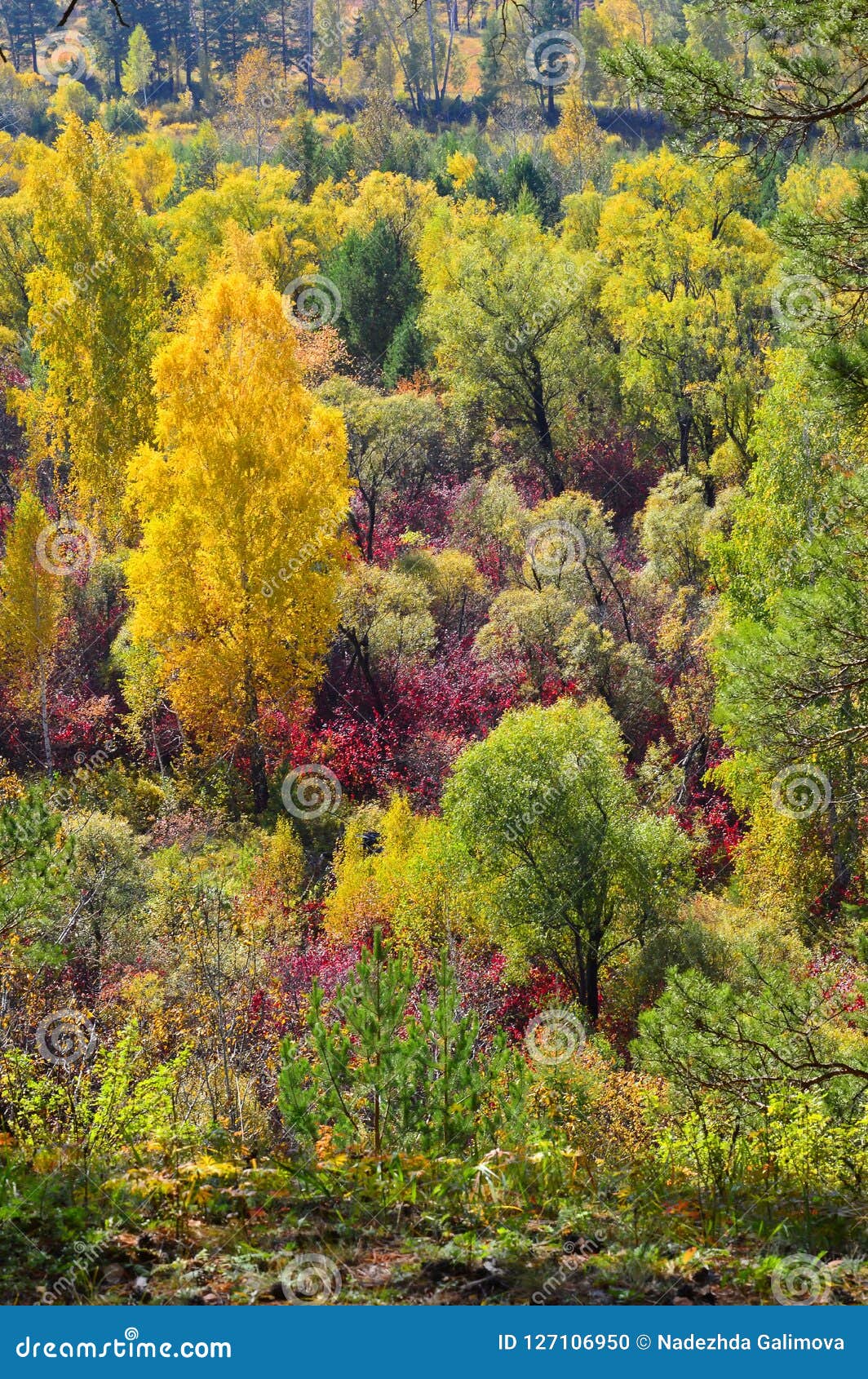 Autumn Forest. Landscape. Vertical Shot. Beautiful Withering. Stock ...