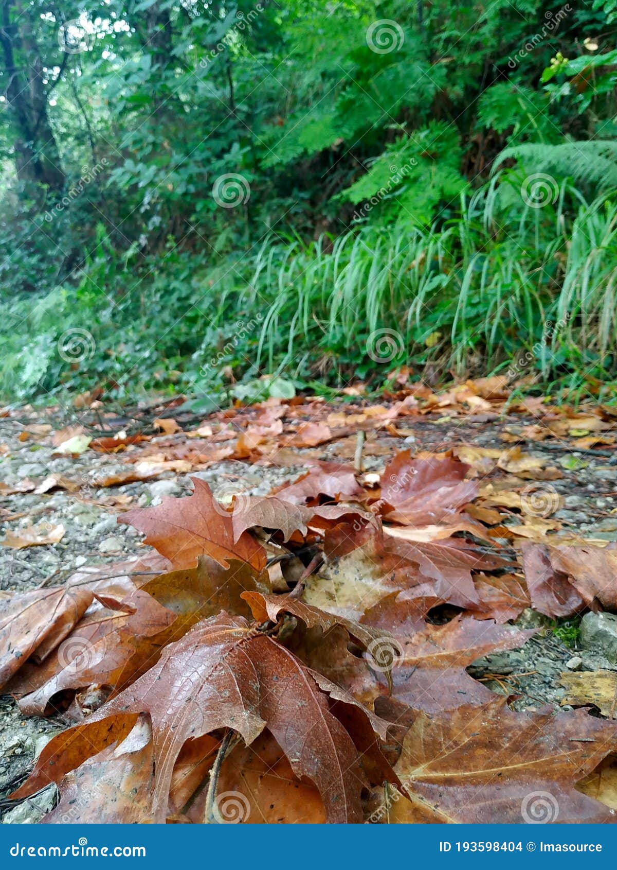 Autumn Forest with Leaves on the Ground Stock Photo - Image of season ...