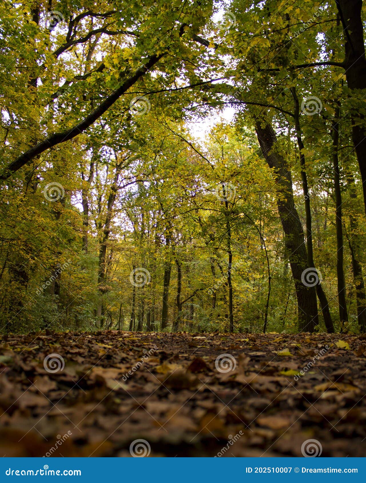 Autumn forest with leaves stock image. Image of deciduous - 202510007