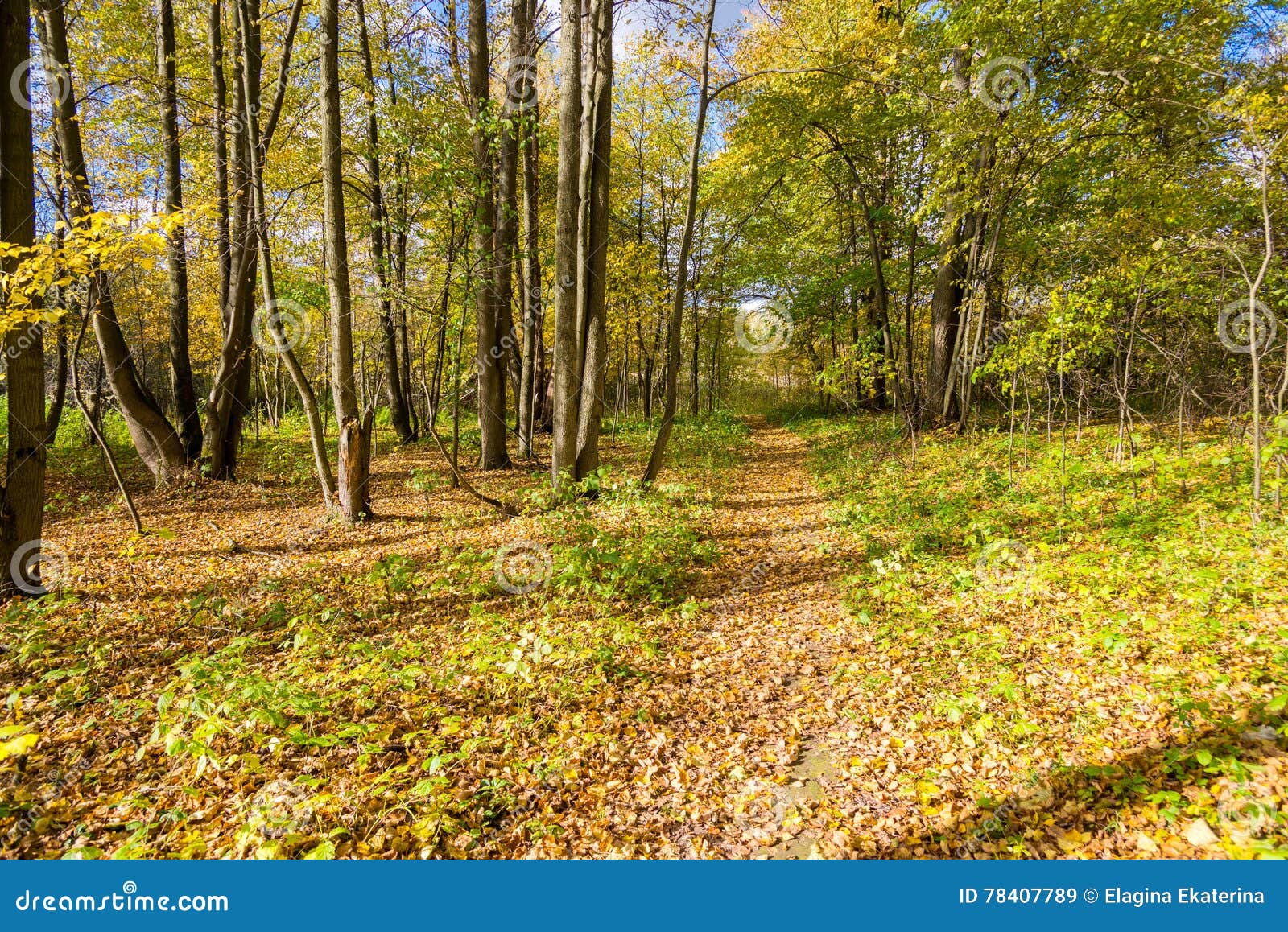 Autumn Forest with Leaves on the Ground Stock Image - Image of path ...