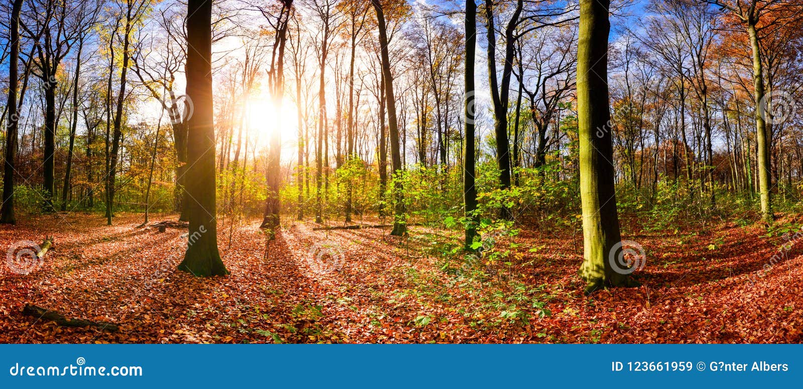 Autumn Forest in the Light of the Rising Sun Stock Image - Image of ...