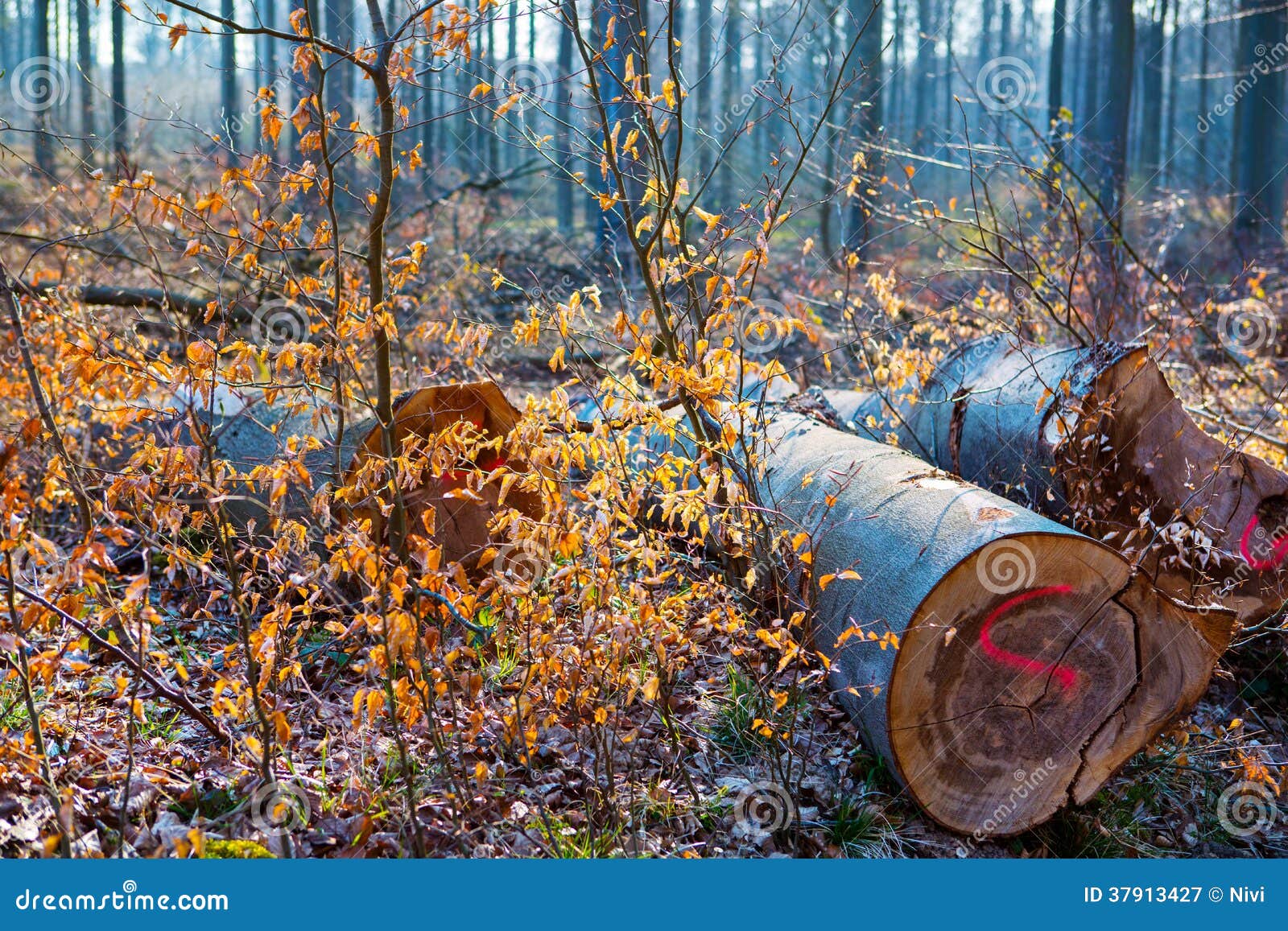 Autumn forest and logs stock image. Image of forestry - 37913427