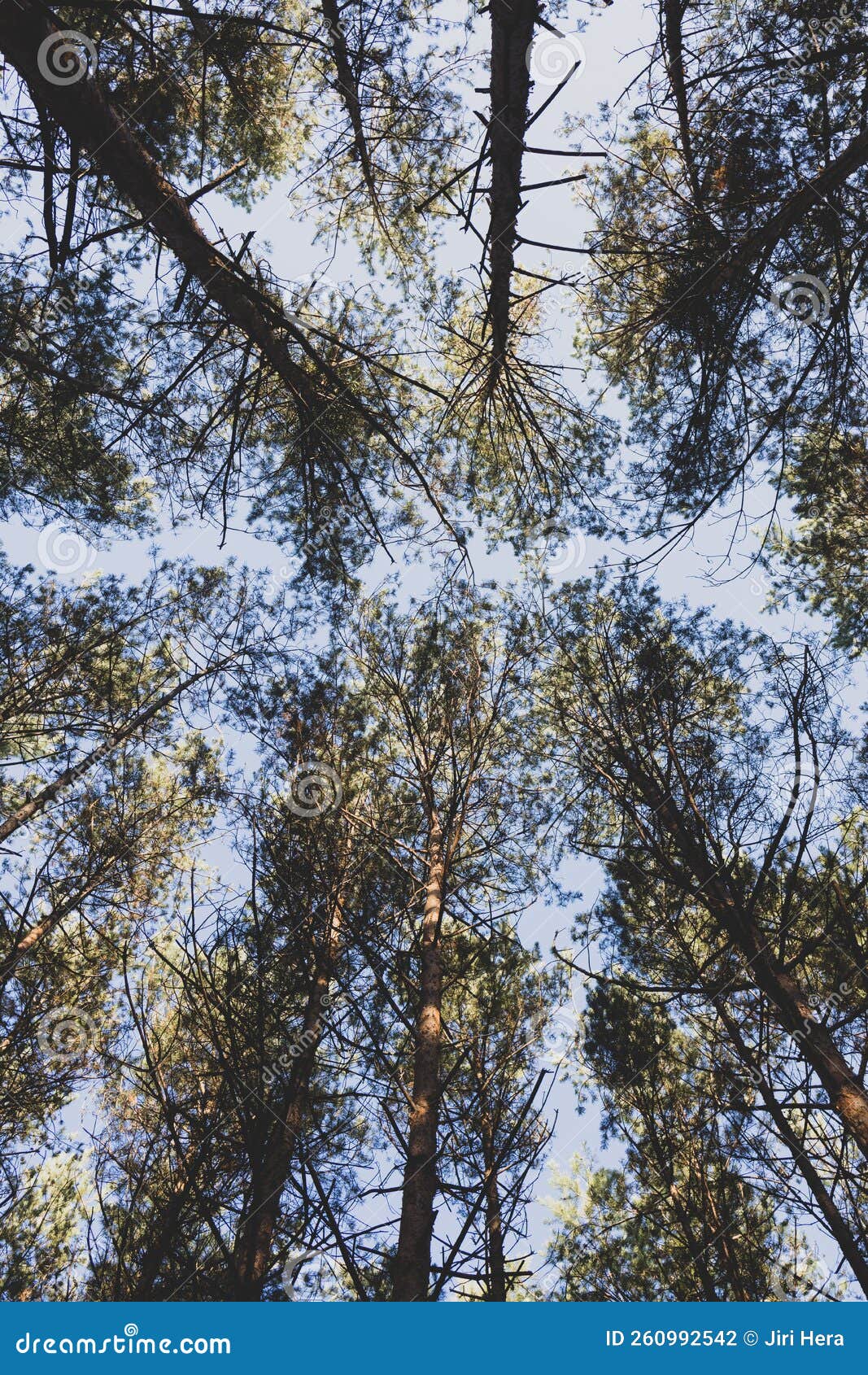 The Autumn Forest. Looking Up Stock Photo - Image of beautiful, park ...