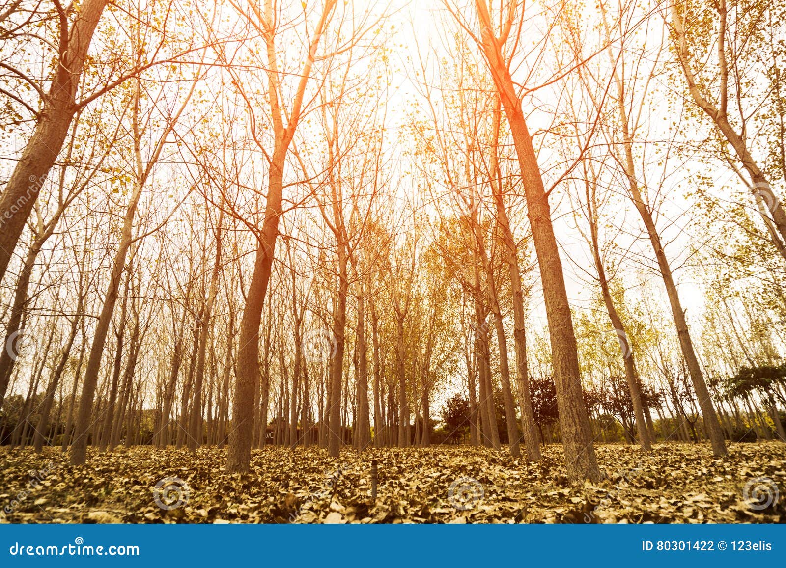 Autumn Forest stock photo. Image of rays, inspiring, light - 80301422