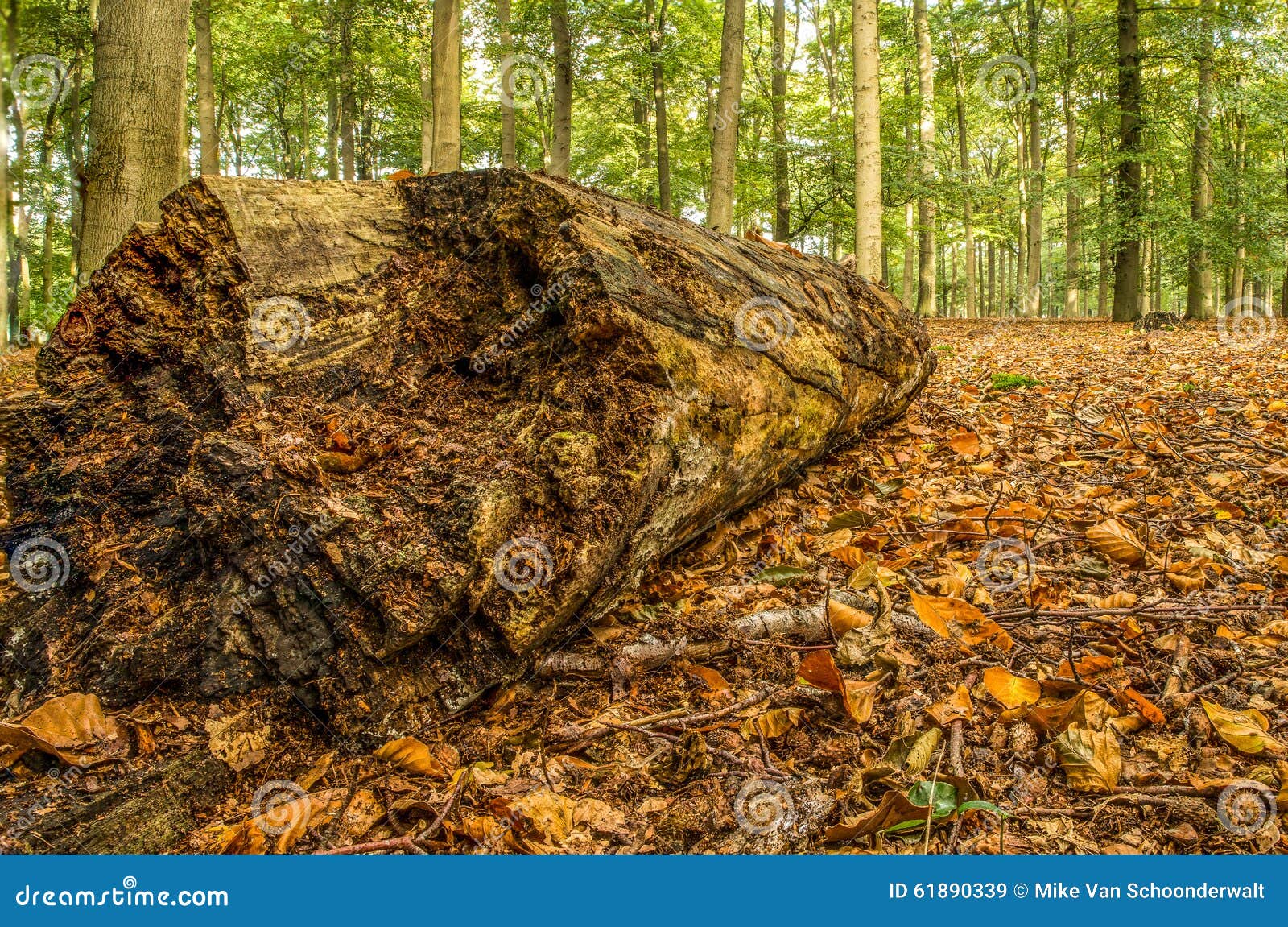 Autumn in the forest stock image. Image of picturesque - 61890339