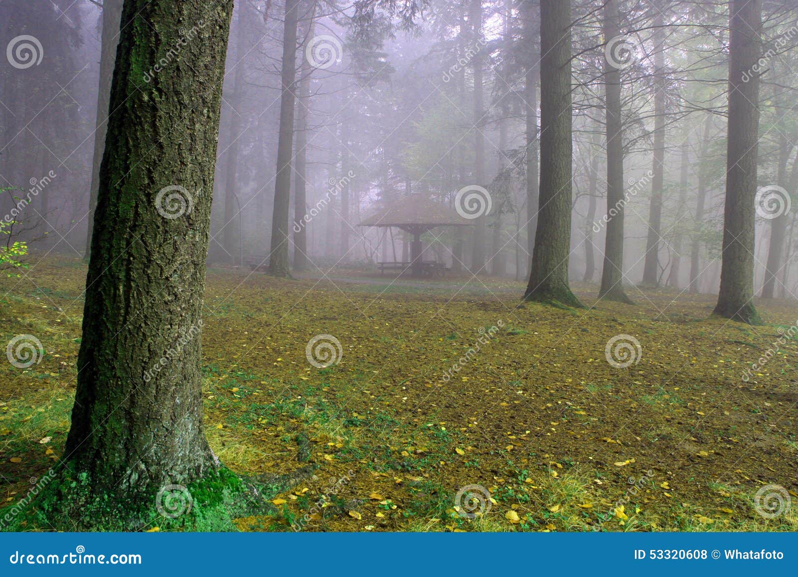 Autumn forest in the mist stock photo. Image of environment - 53320608