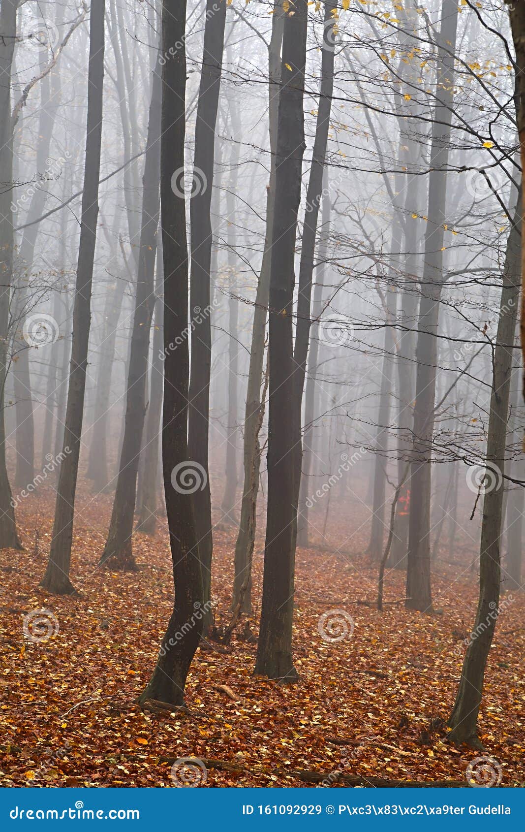 Autumn forest mist stock image. Image of autumn, misty - 161092929