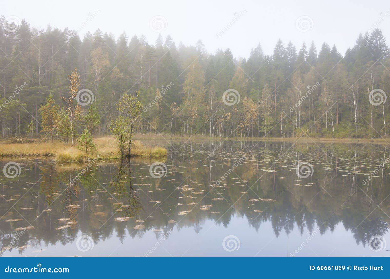 Autumn forest in mist stock image. Image of yellow, woods - 60661069