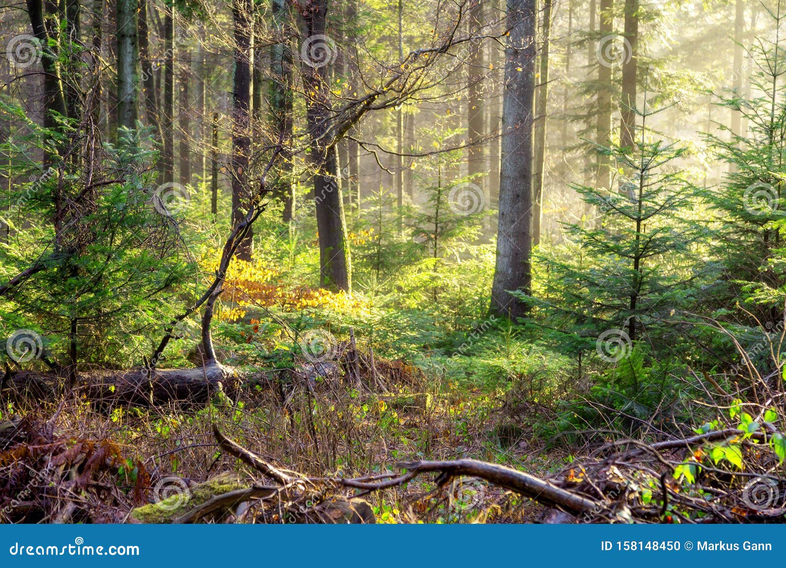 Autumn Forest Mist with Sunlight Rays Stock Photo - Image of rays ...