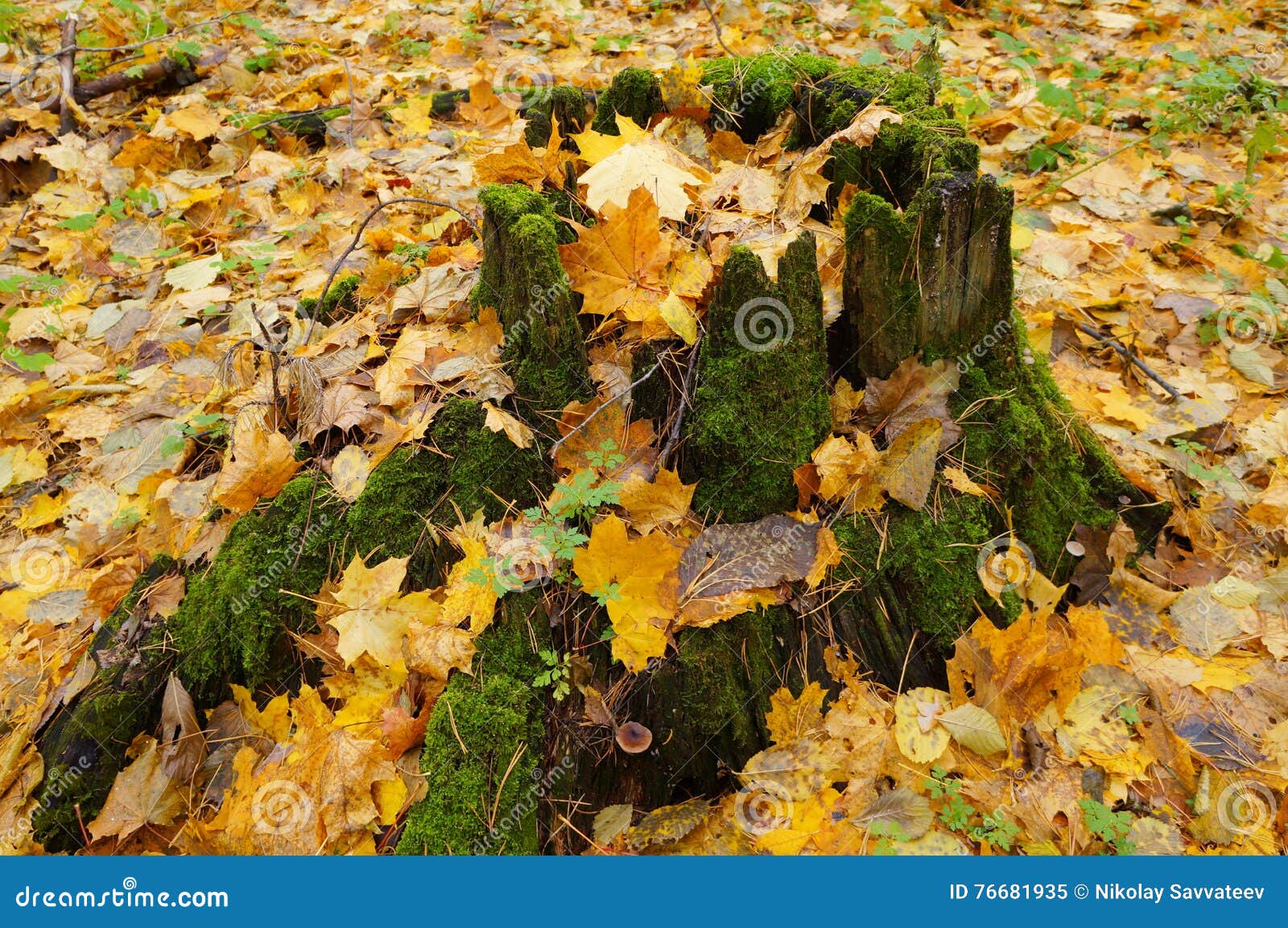 Autumn forest, mossy stump stock image. Image of stump - 76681935