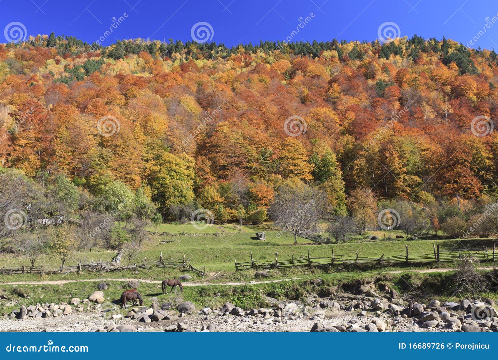 Autumn forest on mountain stock photo. Image of mountains - 16689726