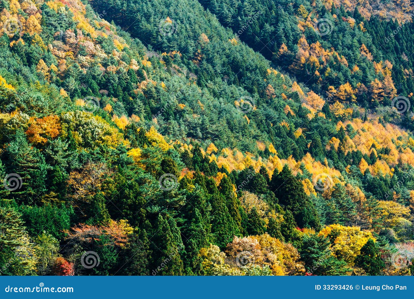 Autumn forest stock photo. Image of yellow, natural, hill - 33293426