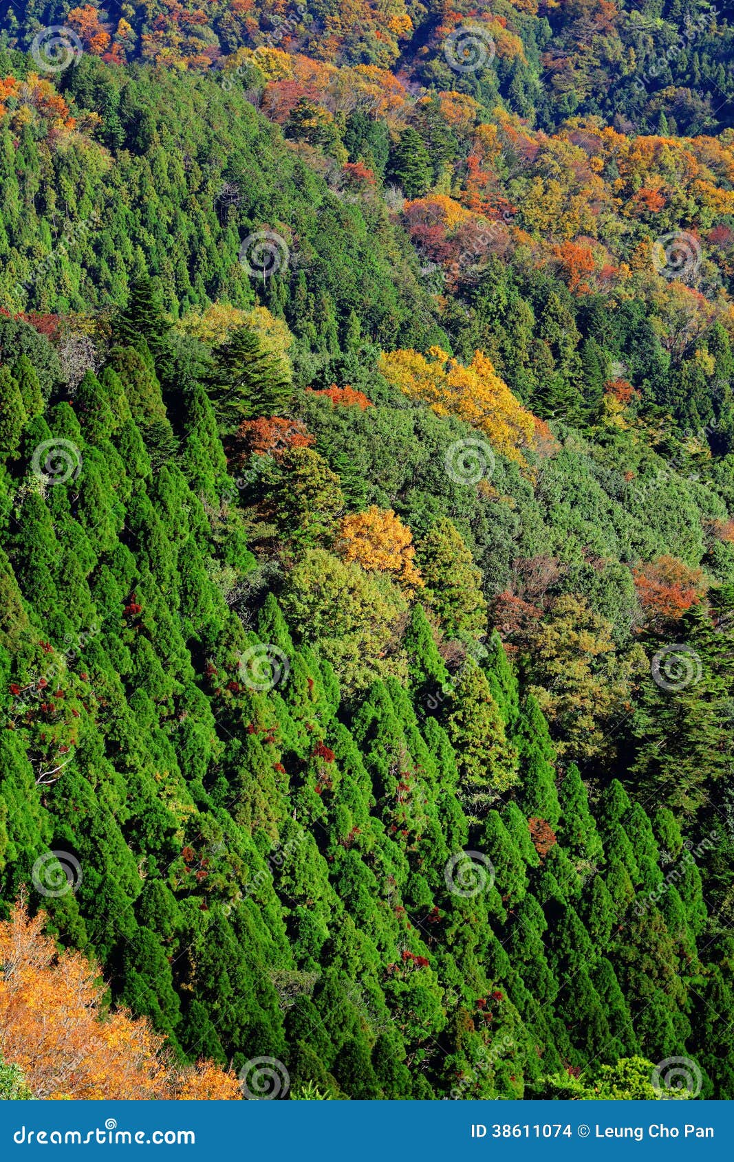 Autumn forest on mountain stock photo. Image of national - 38611074