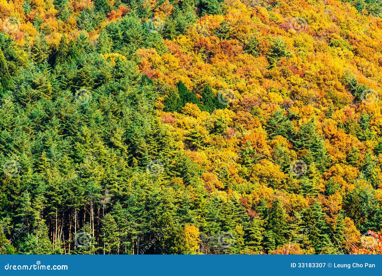 Autumn forest on mountain stock image. Image of ginkgo - 33183307