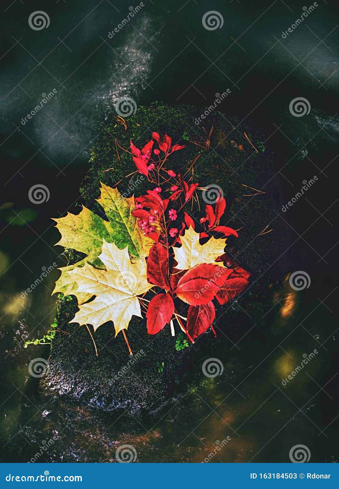 Autumn in Forest Mountain Stream. Beautiful Fall Forest Stock Image ...
