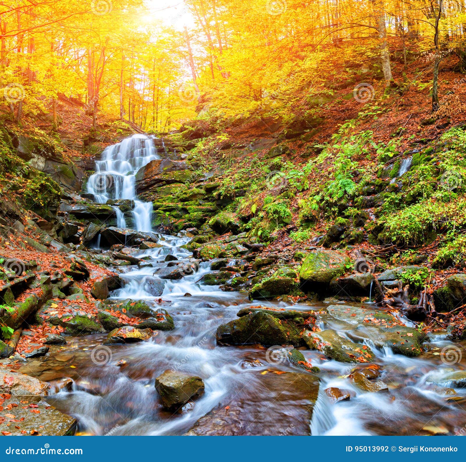Autumn Forest in the Mountains Stock Photo - Image of colorful, mist ...