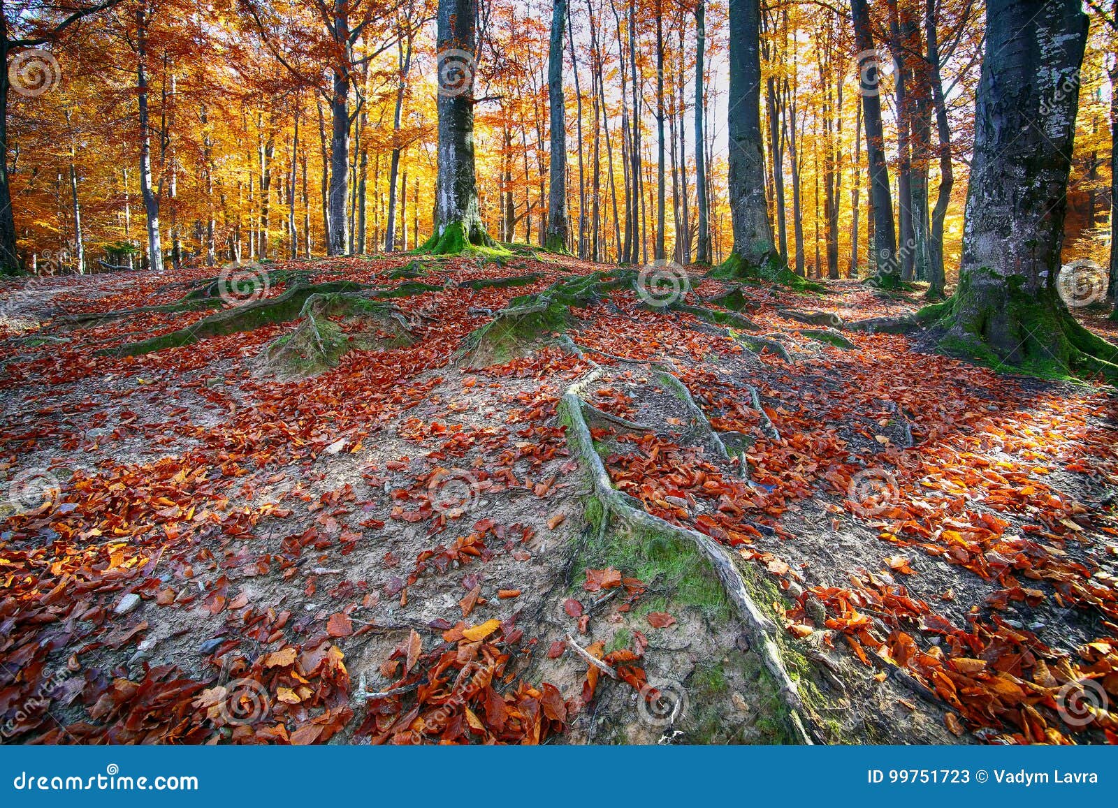 Autumn Forest in the Mountains Stock Image - Image of deciduous, light ...