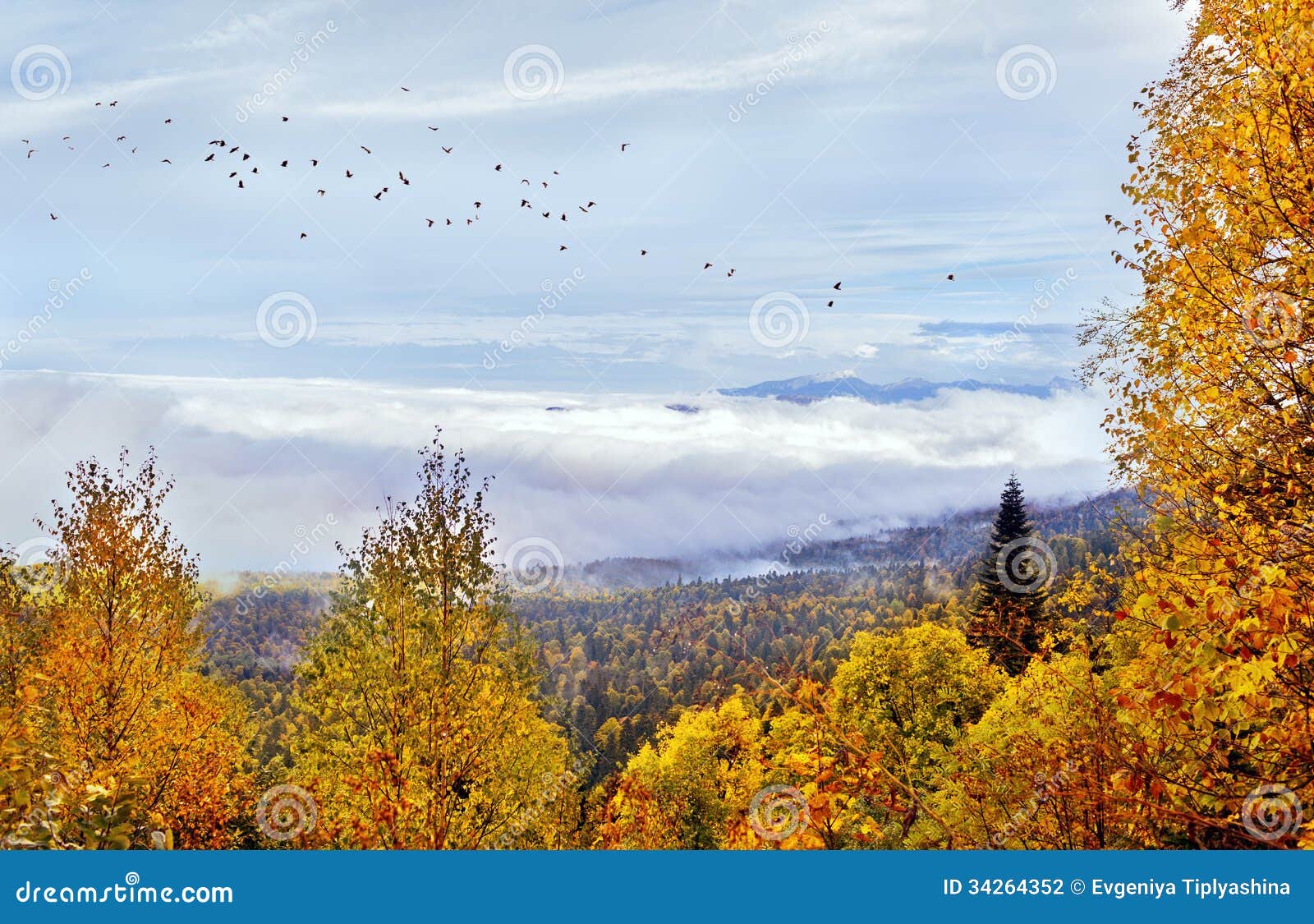 Autumn Forest in the Mountains Stock Photo - Image of landscape, tree ...