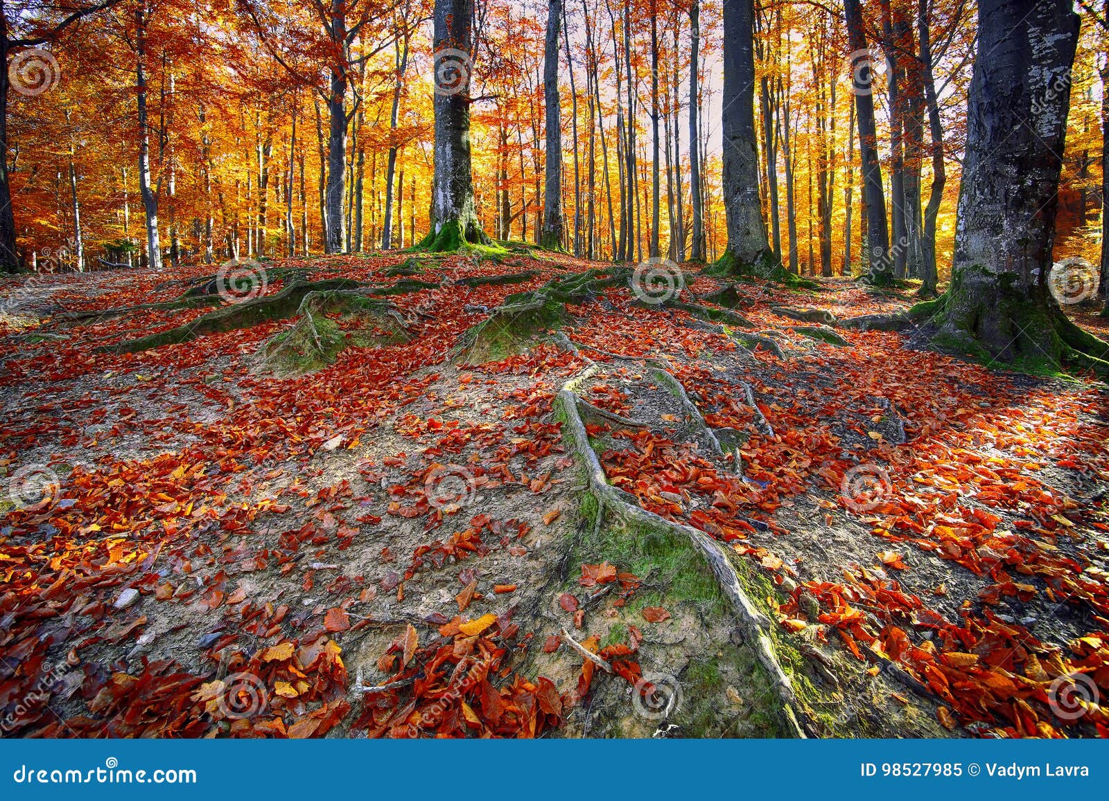 Autumn Forest in the Mountains Stock Image - Image of rocks, range ...