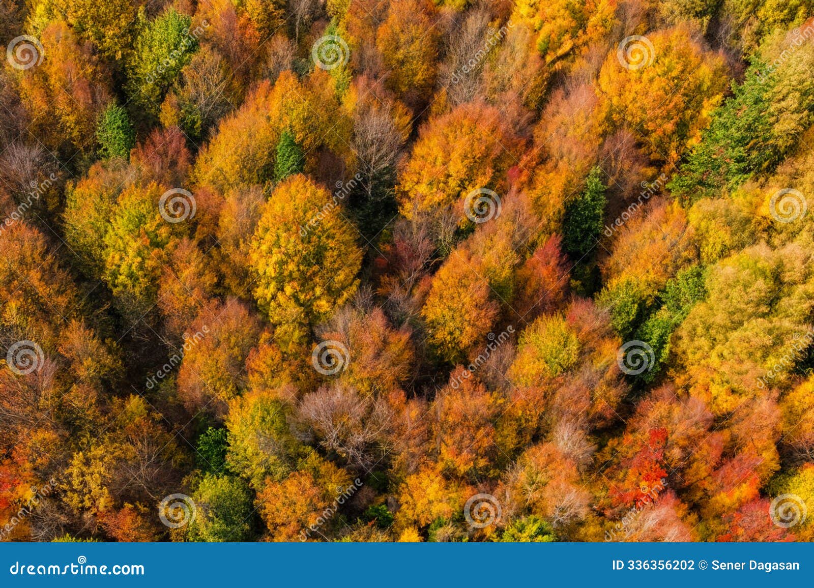 Autumn Forest with Multicolored Trees. Fall Season Background Image ...