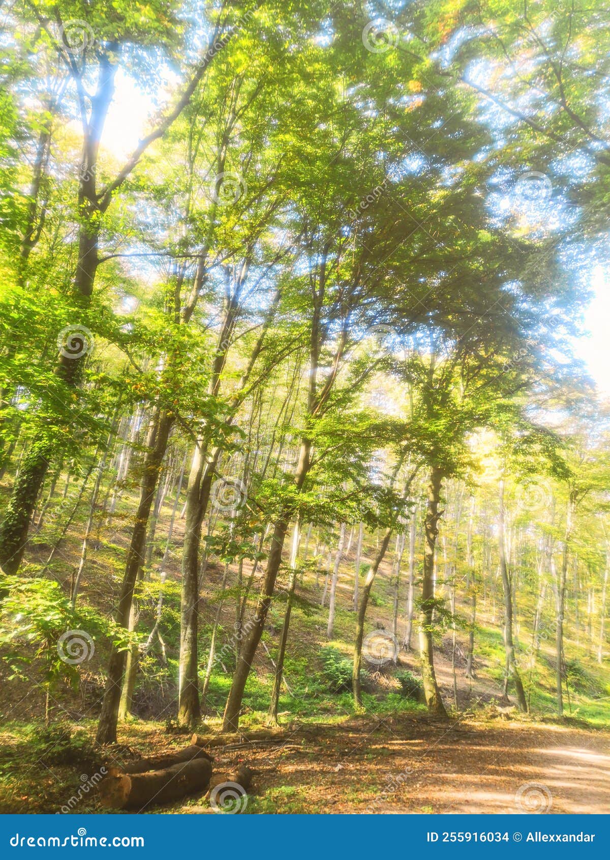 Autumn Forest Nature. Colorful Forest Sun Rays Stock Photo - Image of ...