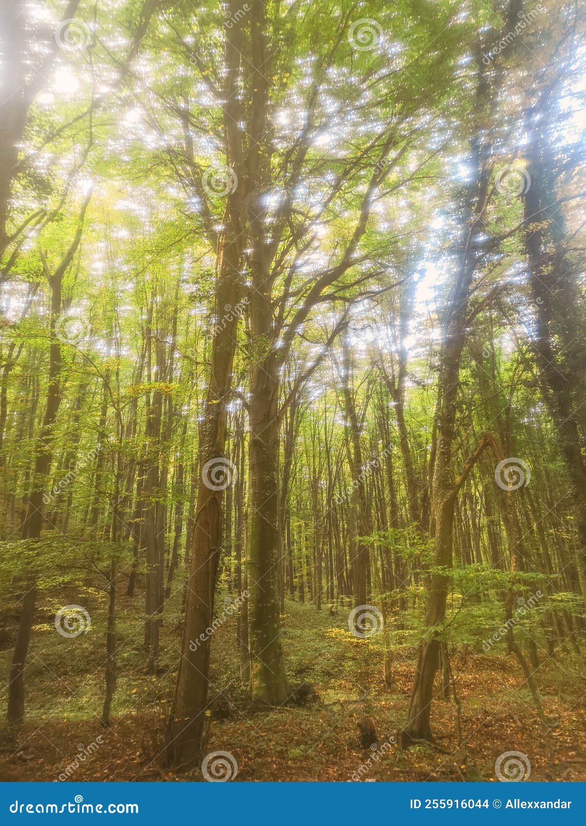 Autumn Forest Nature. Colorful Forest Sun Rays Stock Photo - Image of ...