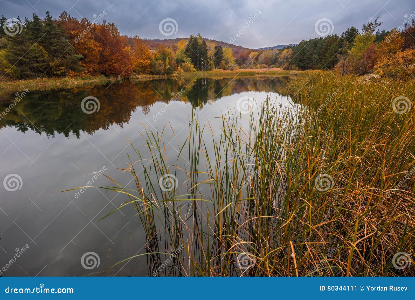 Autumn Forest and Nature Colours Stock Image - Image of color, plant ...