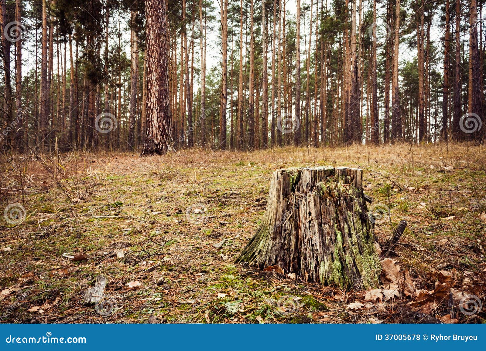 Autumn Forest. Natureza Do Russo Foto de Stock - Imagem de escuro ...