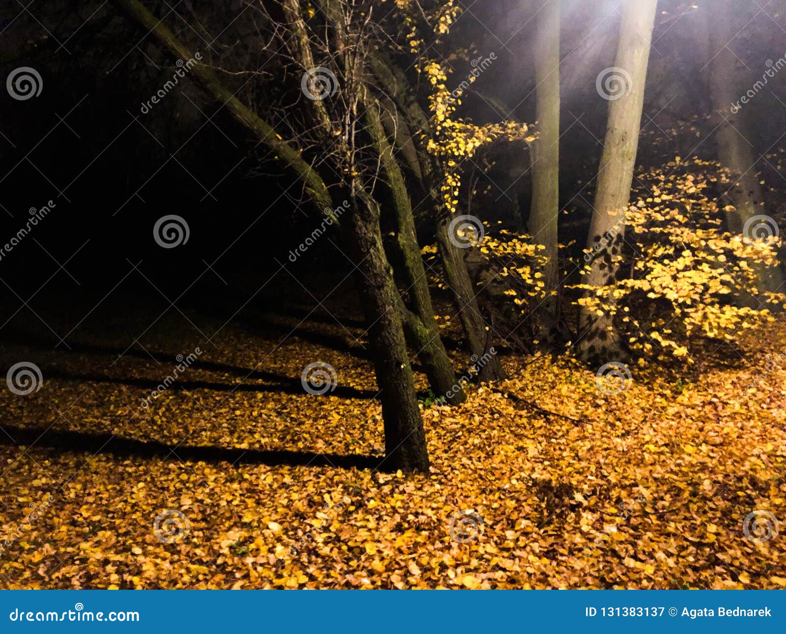 Autumn in the Forest in Night Stock Image - Image of park, leaves ...