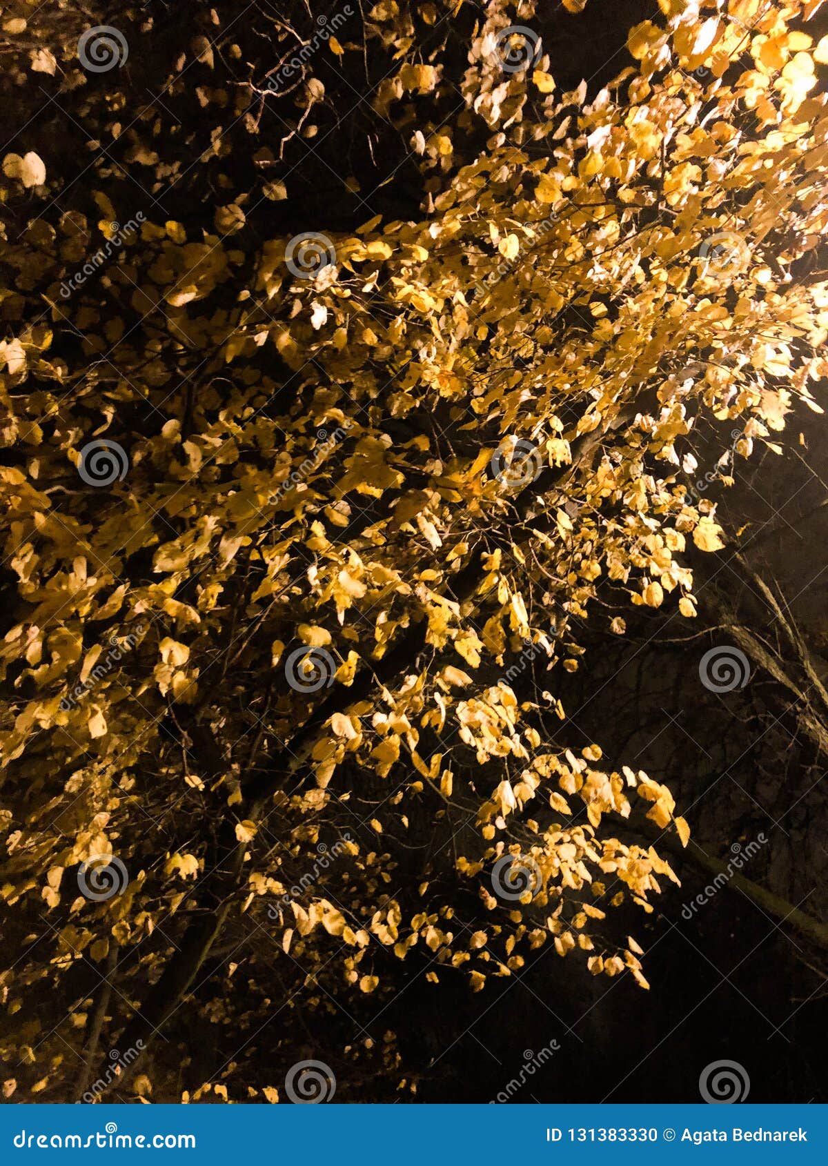 Autumn in the Forest in Night Stock Photo - Image of tree, bright ...