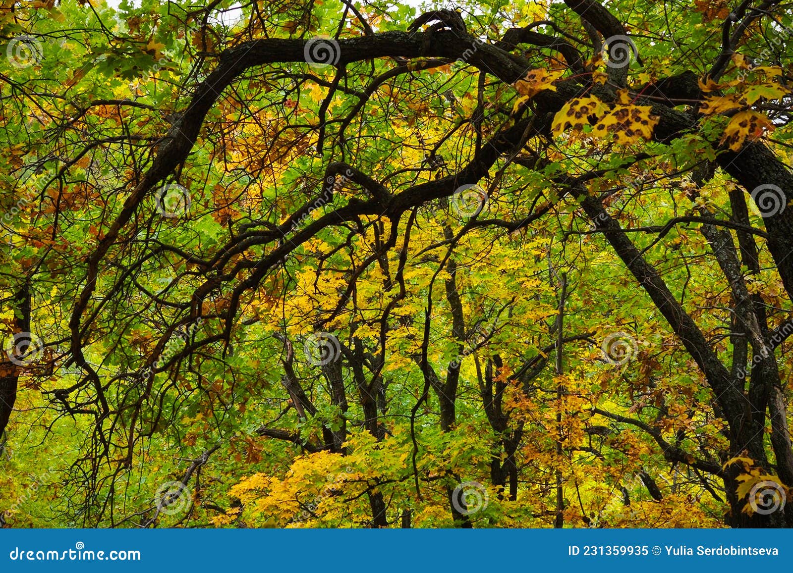 Autumn in the Forest - Oak and Maple Branches Stock Image - Image of ...