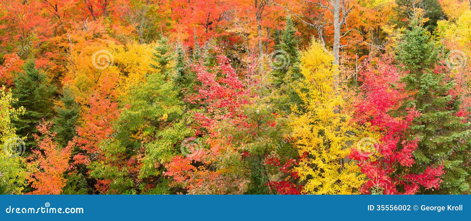 Autumn Forest Panorama stock photo. Image of harvest - 35556002