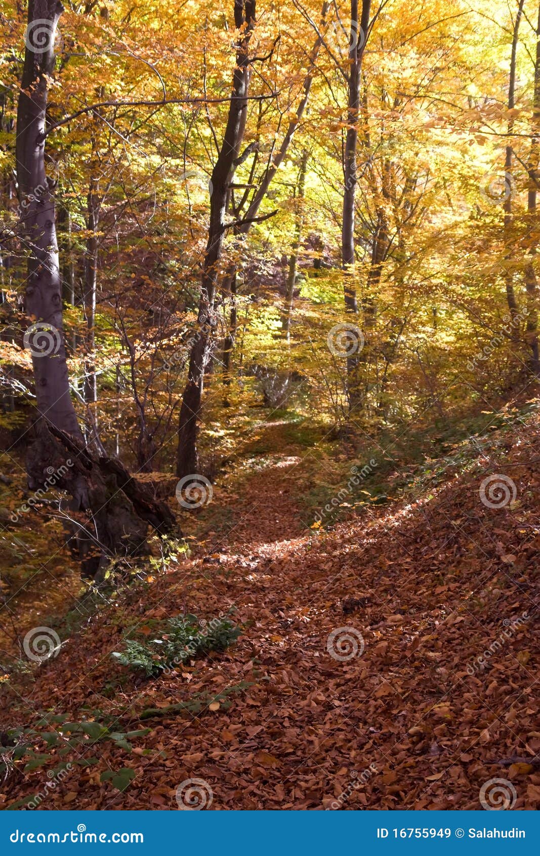 Autumn forest path stock image. Image of nature, rural - 16755949