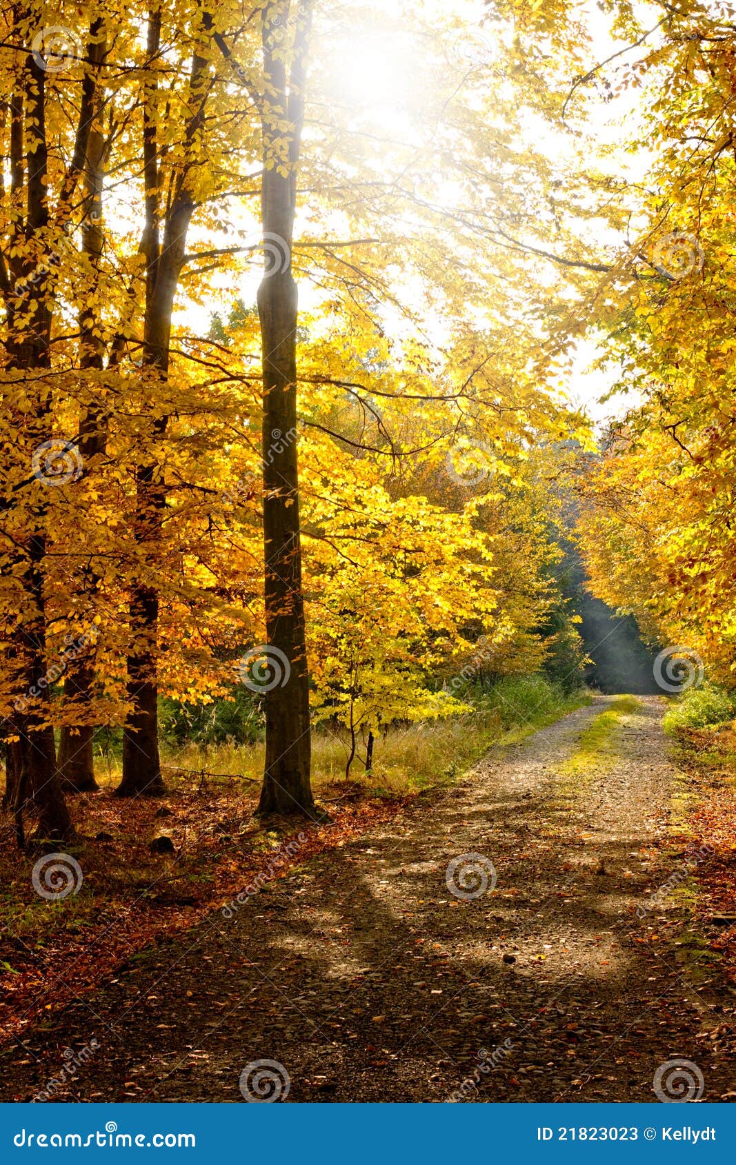 Autumn forest path stock image. Image of park, sunbeam - 21823023