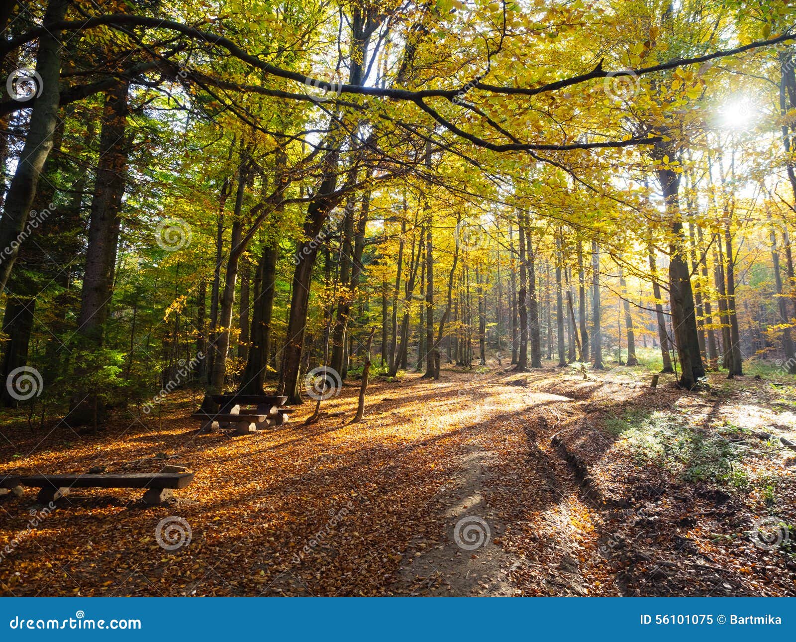 Autumn forest path stock image. Image of flow, rock, nature - 56101075