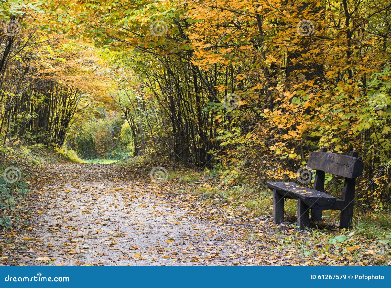 Autumn Forest Path with Wood Bench Stock Image - Image of natural ...